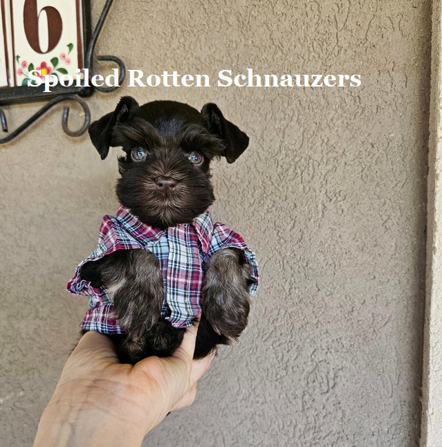 Kiko « Spoiled Rotten Schnauzers